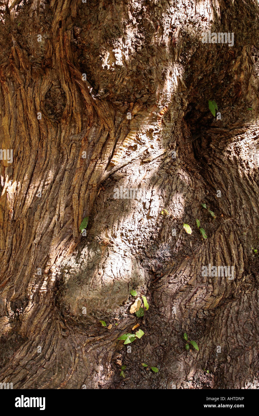 Knotty bark hi-res stock photography and images - Alamy