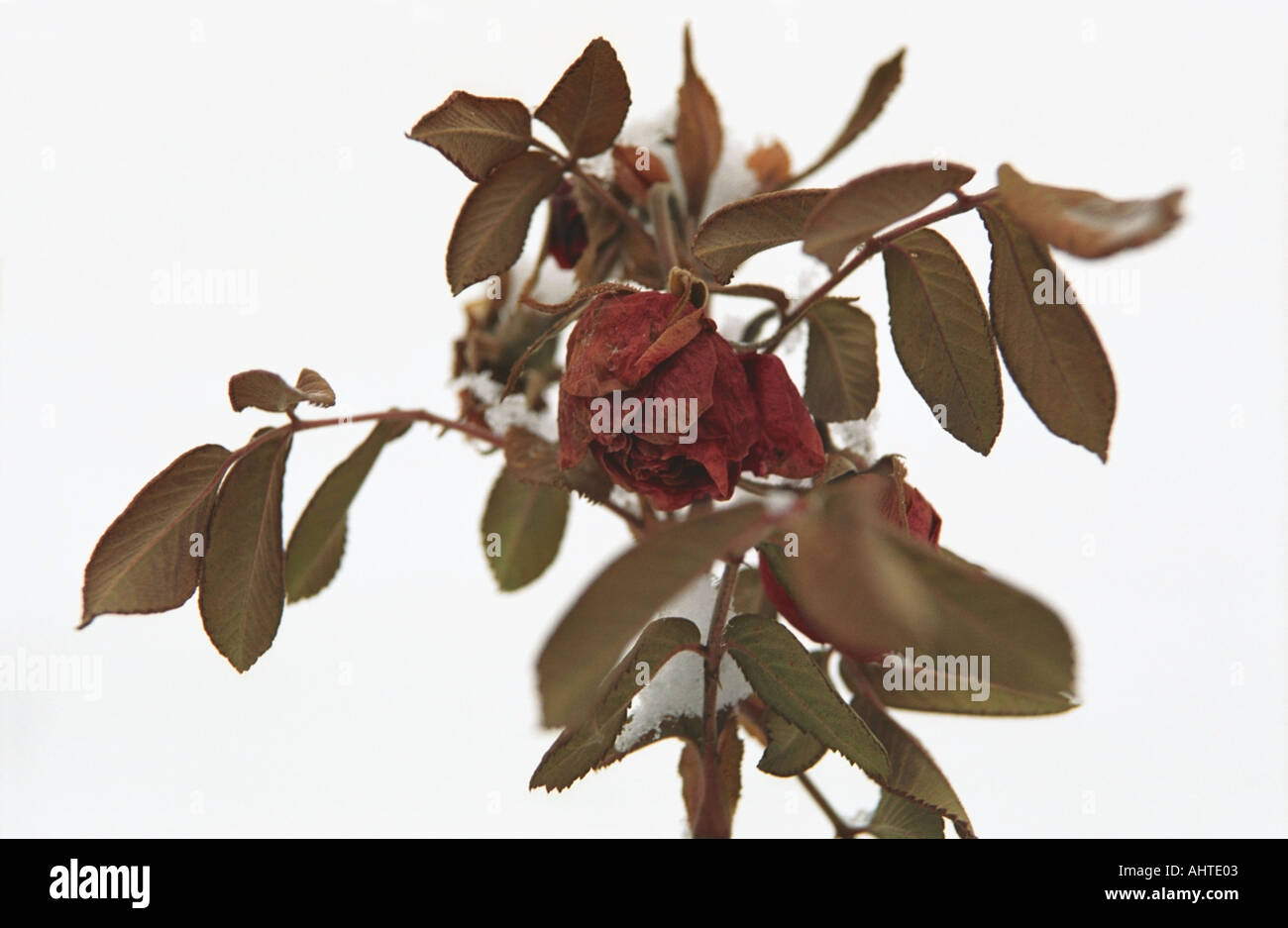 Dried rose bush covered with snow Altai Russia Stock Photo - Alamy