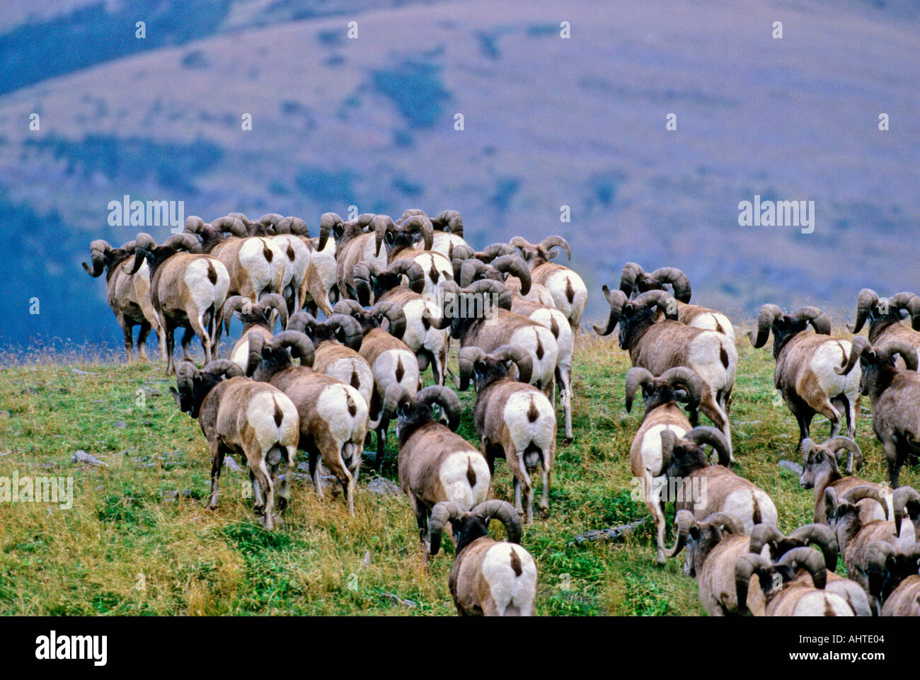 Sheep rear ends hi-res stock photography and images - Alamy