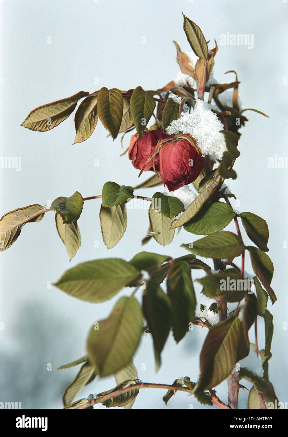 Dried rose bush covered with snow Altai Russia Stock Photo - Alamy