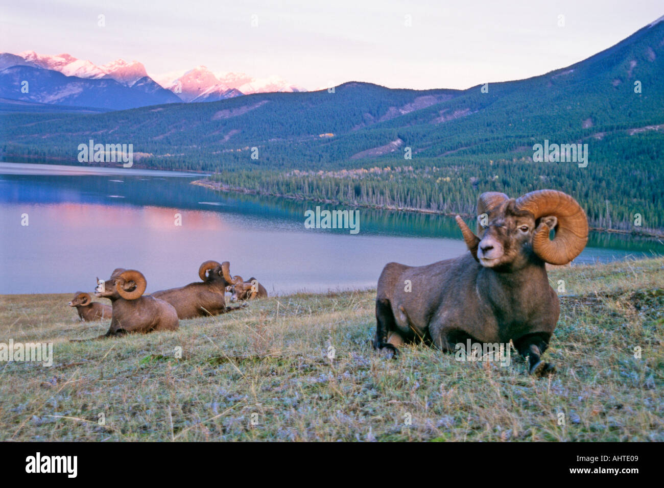 Sheep 4 horns hi-res stock photography and images - Alamy