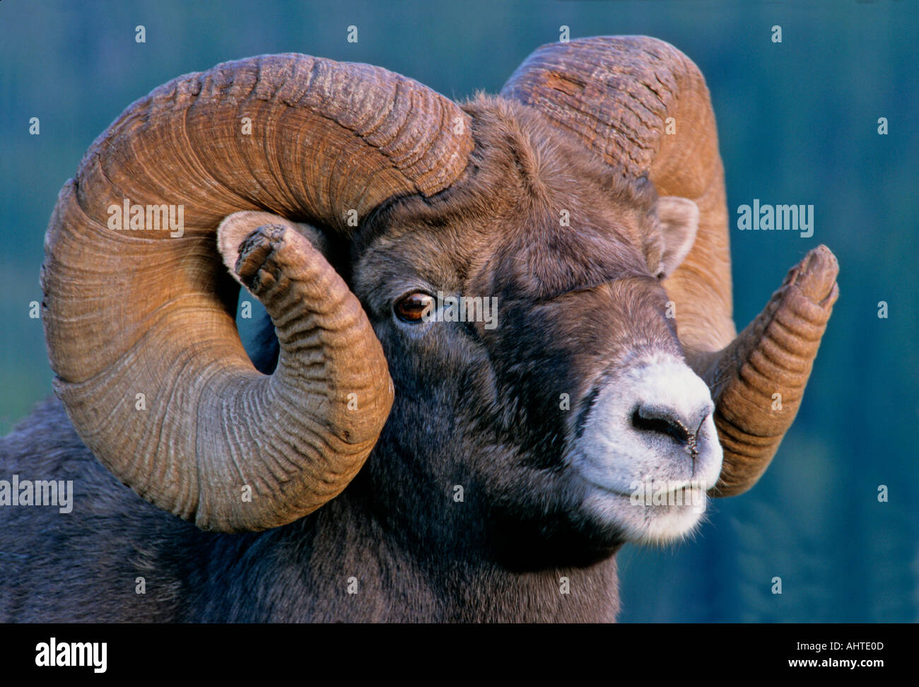 7 sheep hi-res stock photography and images - Alamy