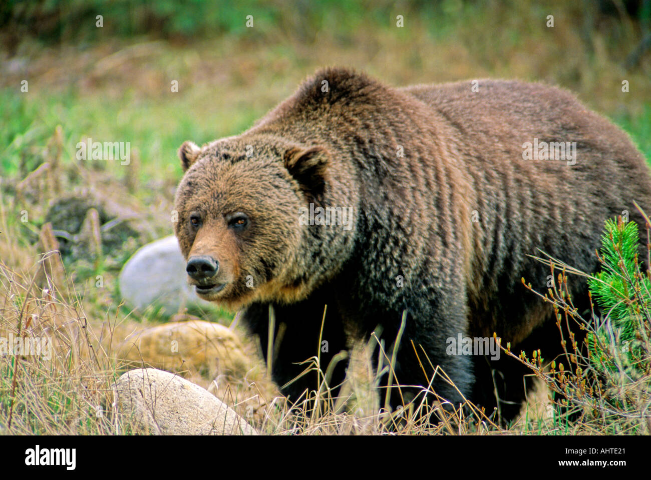 An adult male Grizzly Bear Stock Photo - Alamy