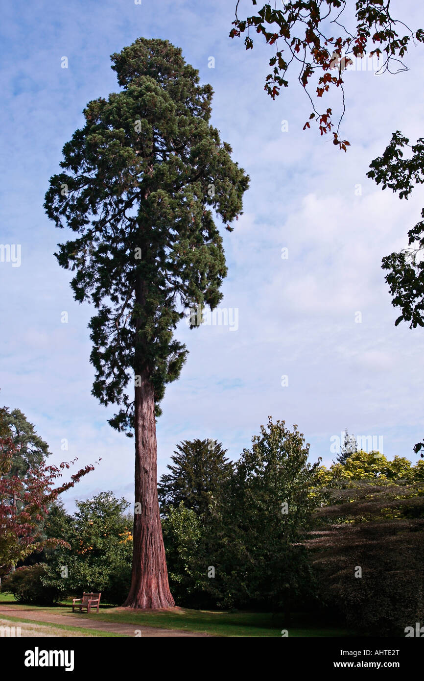 Portrait of a beautiful specimen of Scots Pine (Pinus sylvestris ...