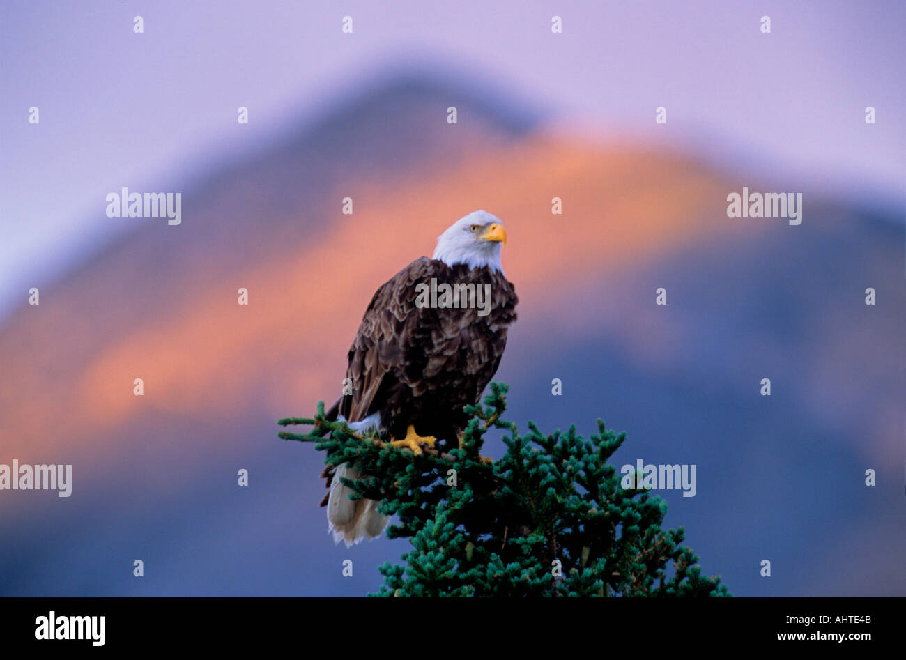 A mature Bald Eagle Stock Photo - Alamy