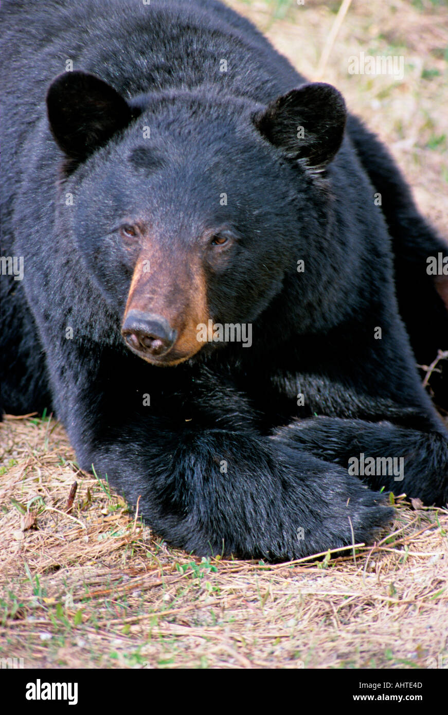 An adult Black Bear Stock Photo - Alamy