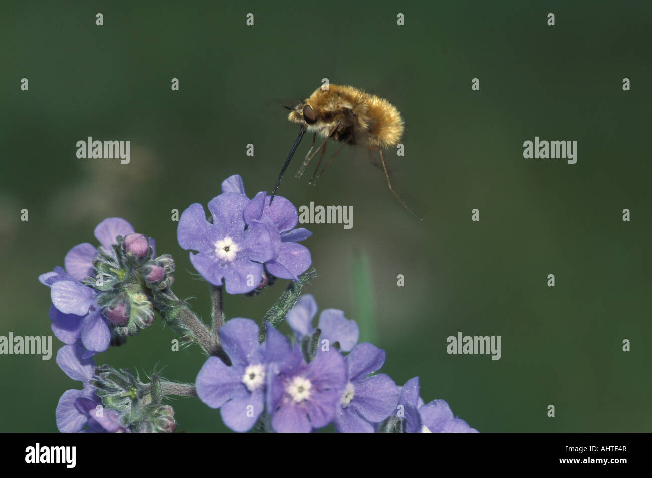Dotted bee fly hi-res stock photography and images - Alamy