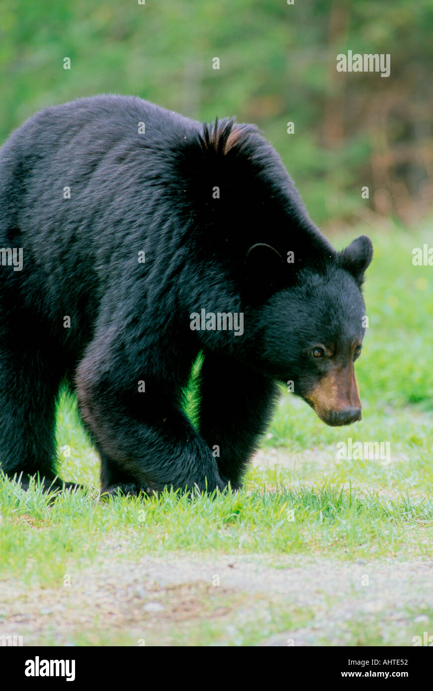 Black Bear 05 Stock Photo - Alamy