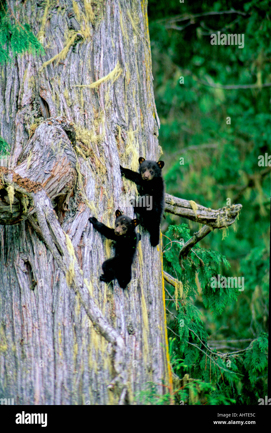Baby bears at tree hi-res stock photography and images - Alamy