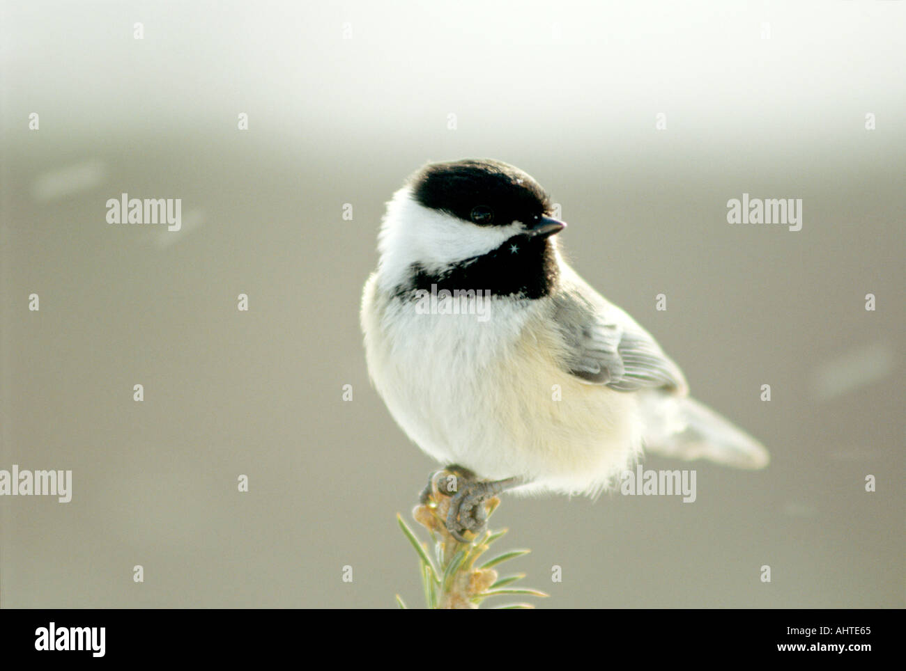 Blacked hi-res stock photography and images - Alamy