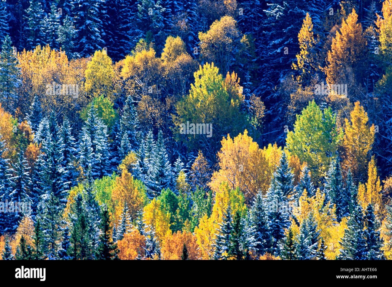 Fall color in the snow Stock Photo - Alamy