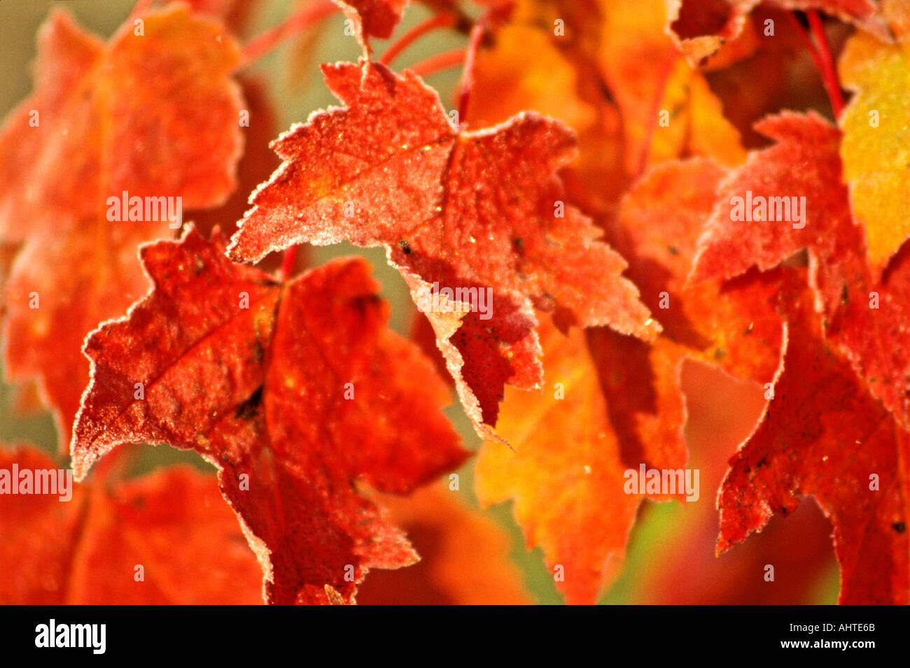 Frosted Red Maple Leaves Stock Photo - Alamy