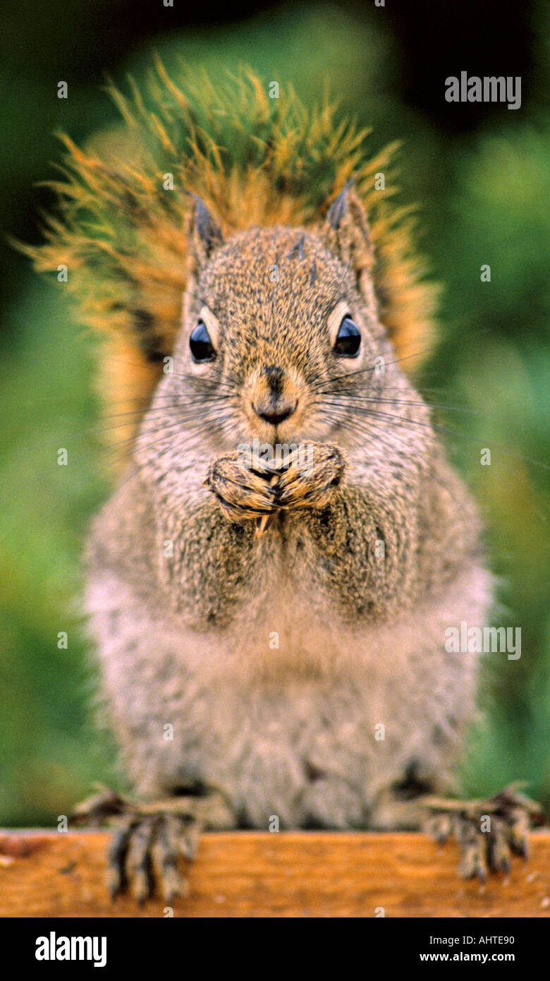 Red Squirrel 3 Stock Photo - Alamy