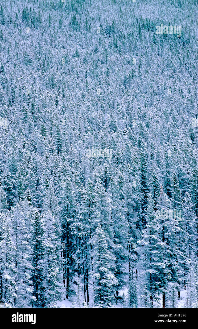 Snow covered evergreen plants hi-res stock photography and images - Alamy