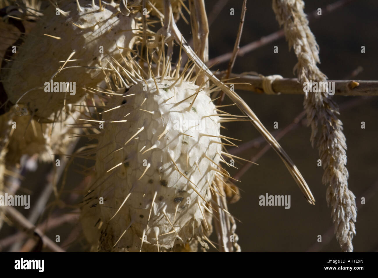 Milk Weed Pod Stock Photo - Alamy