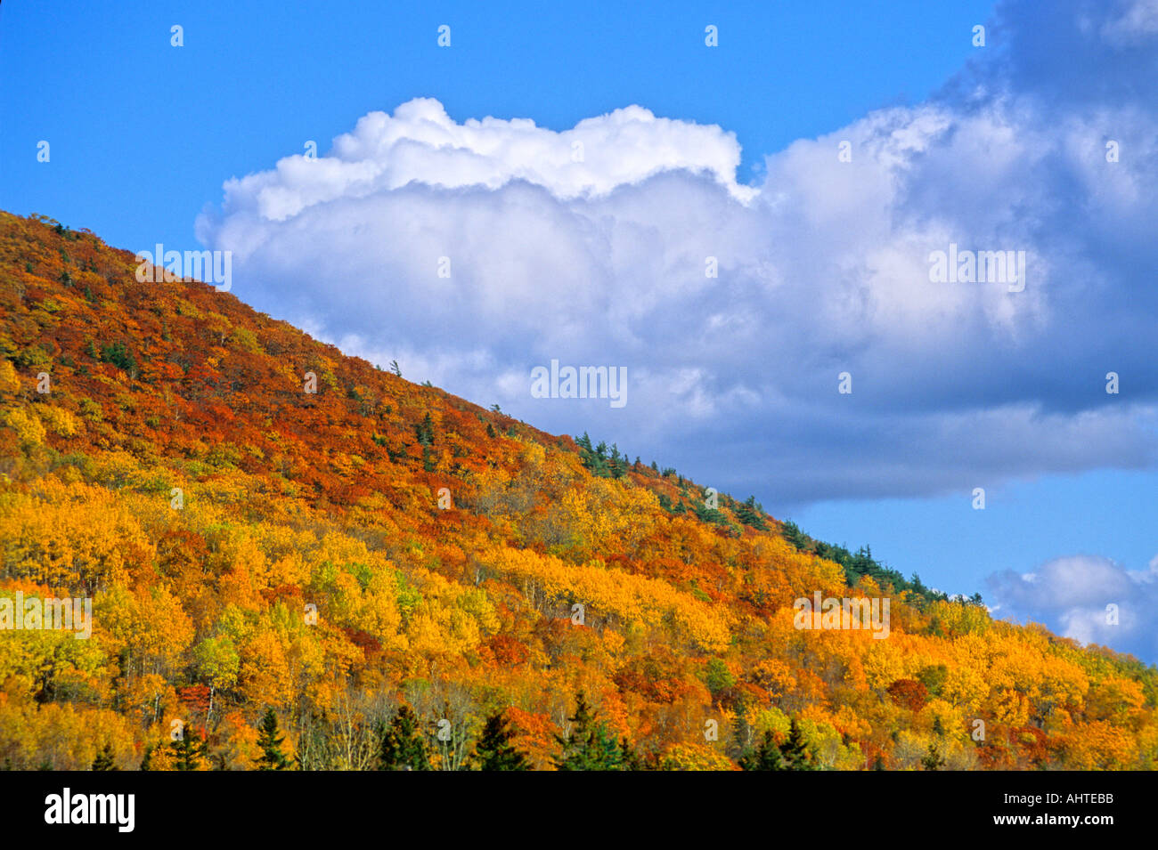 Leaves icon hi-res stock photography and images - Alamy