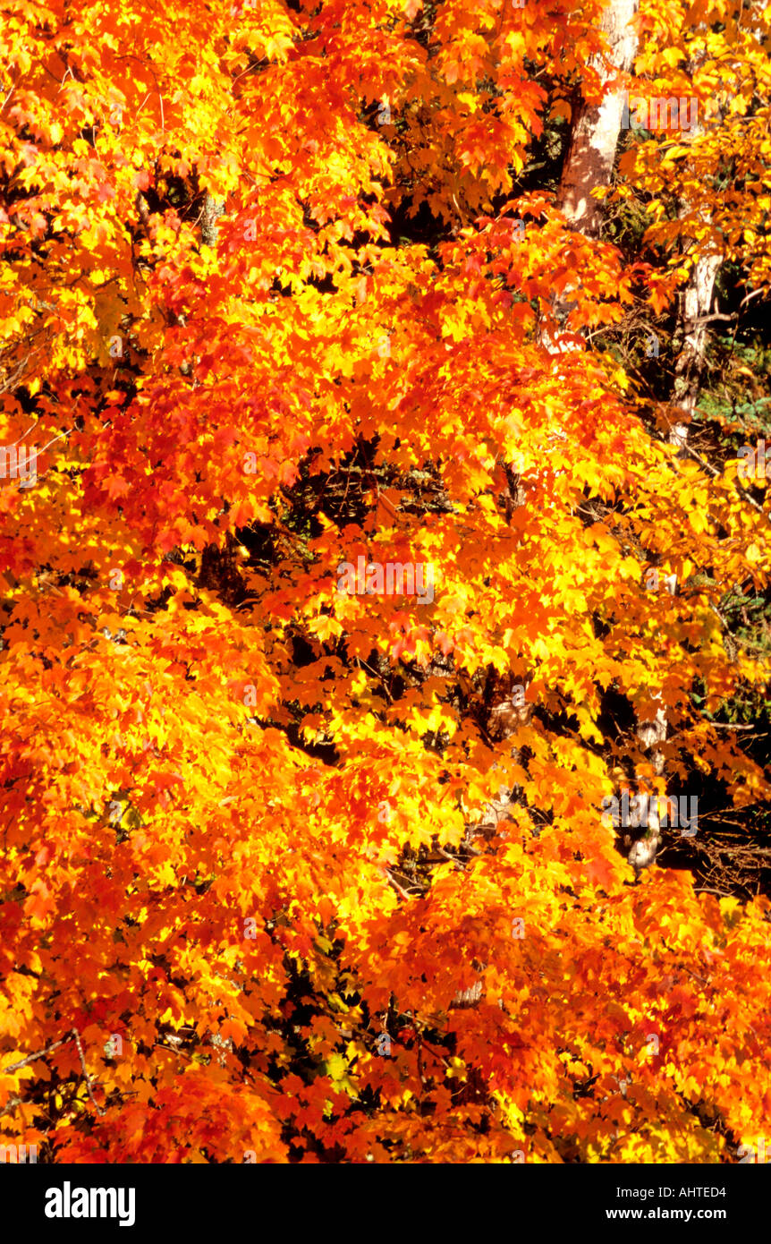 Fall Colors in New Brunswick 11 Stock Photo - Alamy