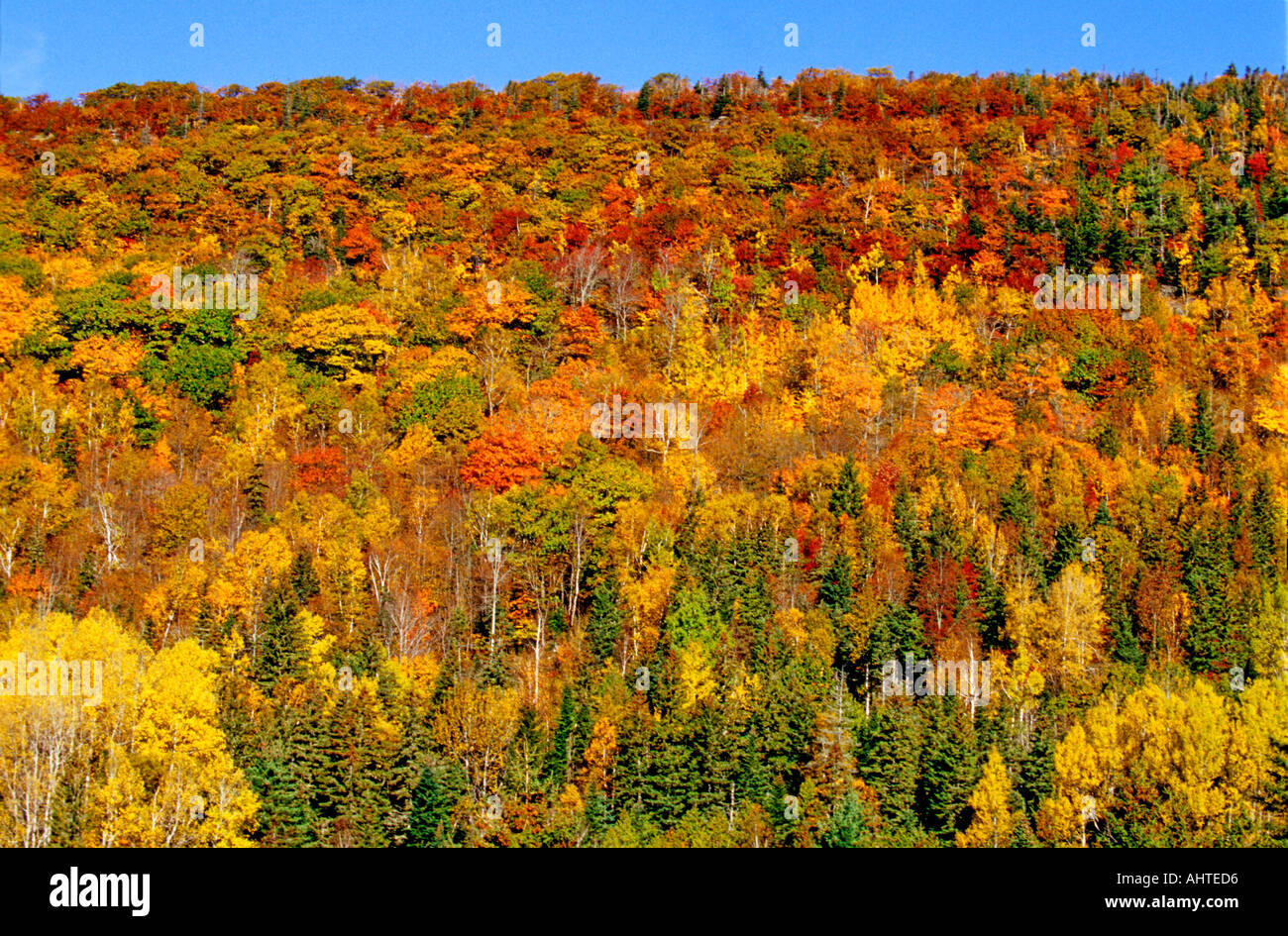 Fall Colors in New Brunswick 3 Stock Photo - Alamy