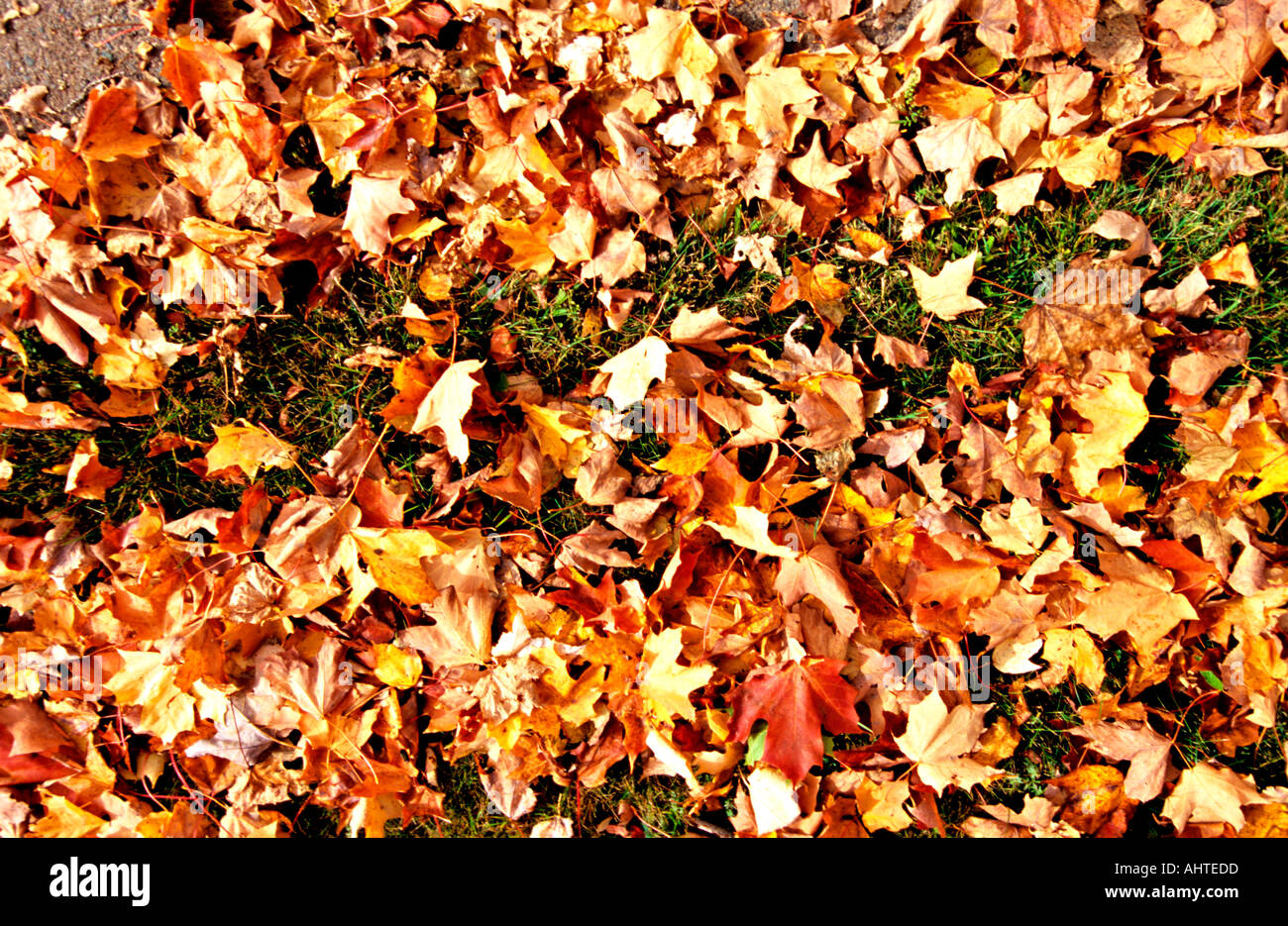 Fallen Maple Leaves 1 Stock Photo - Alamy