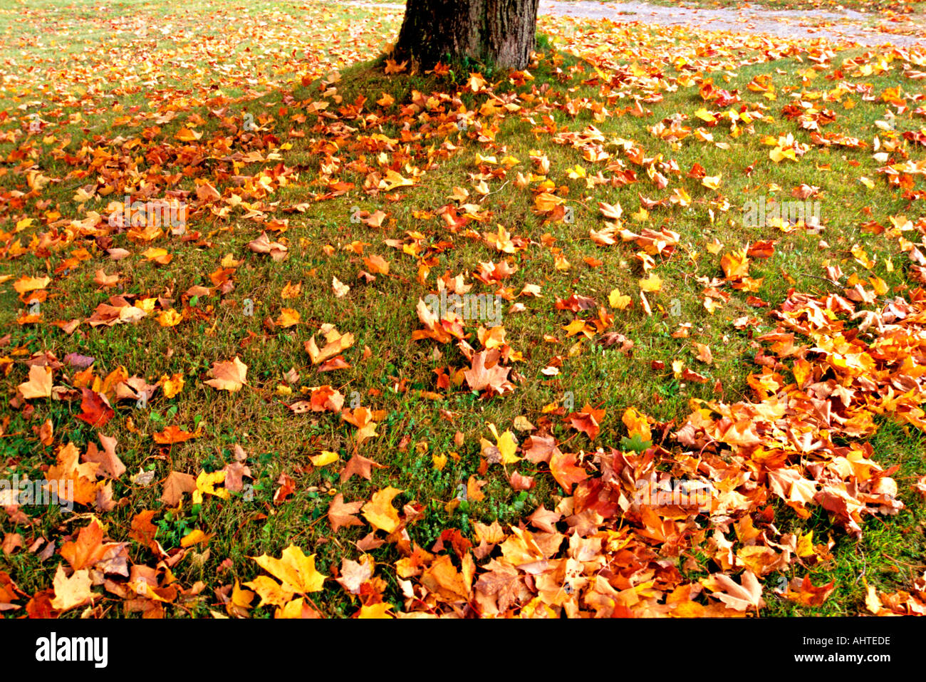Atlantic forest fallen trees hi-res stock photography and images - Alamy