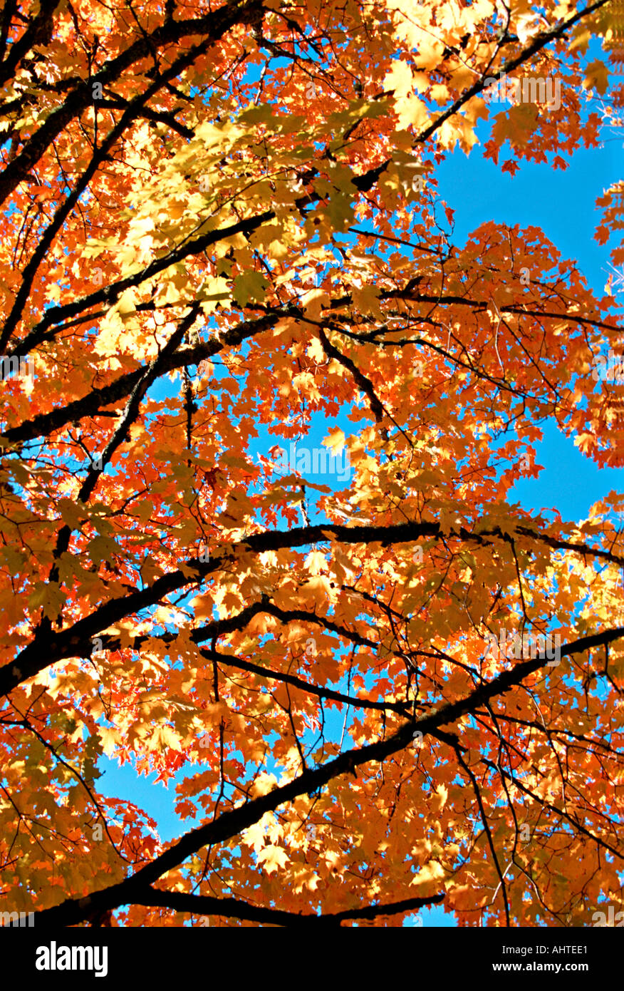 Maple Branches and Leaves Stock Photo - Alamy