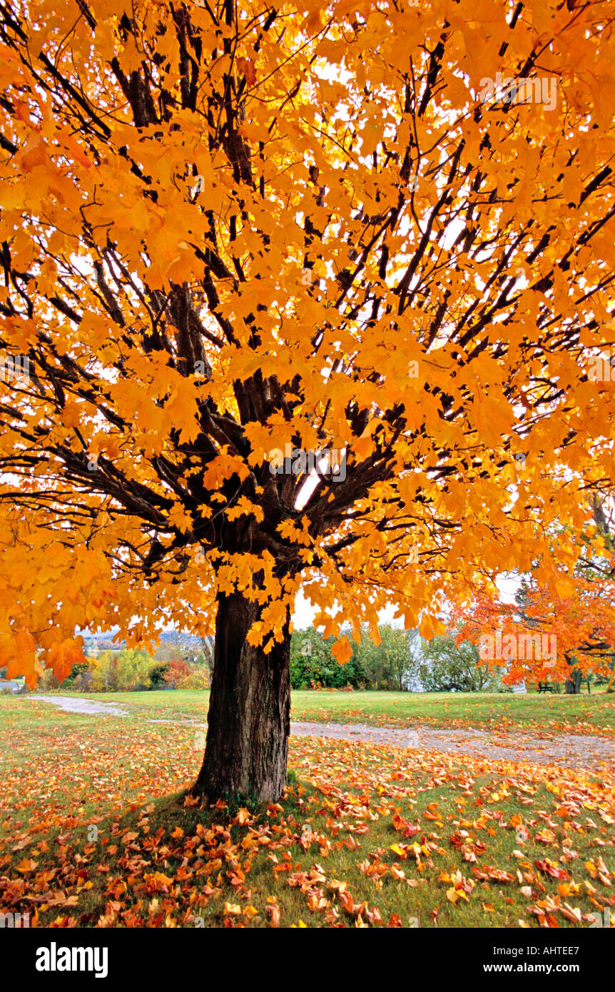 One red sugar maple leaf hi-res stock photography and images - Alamy