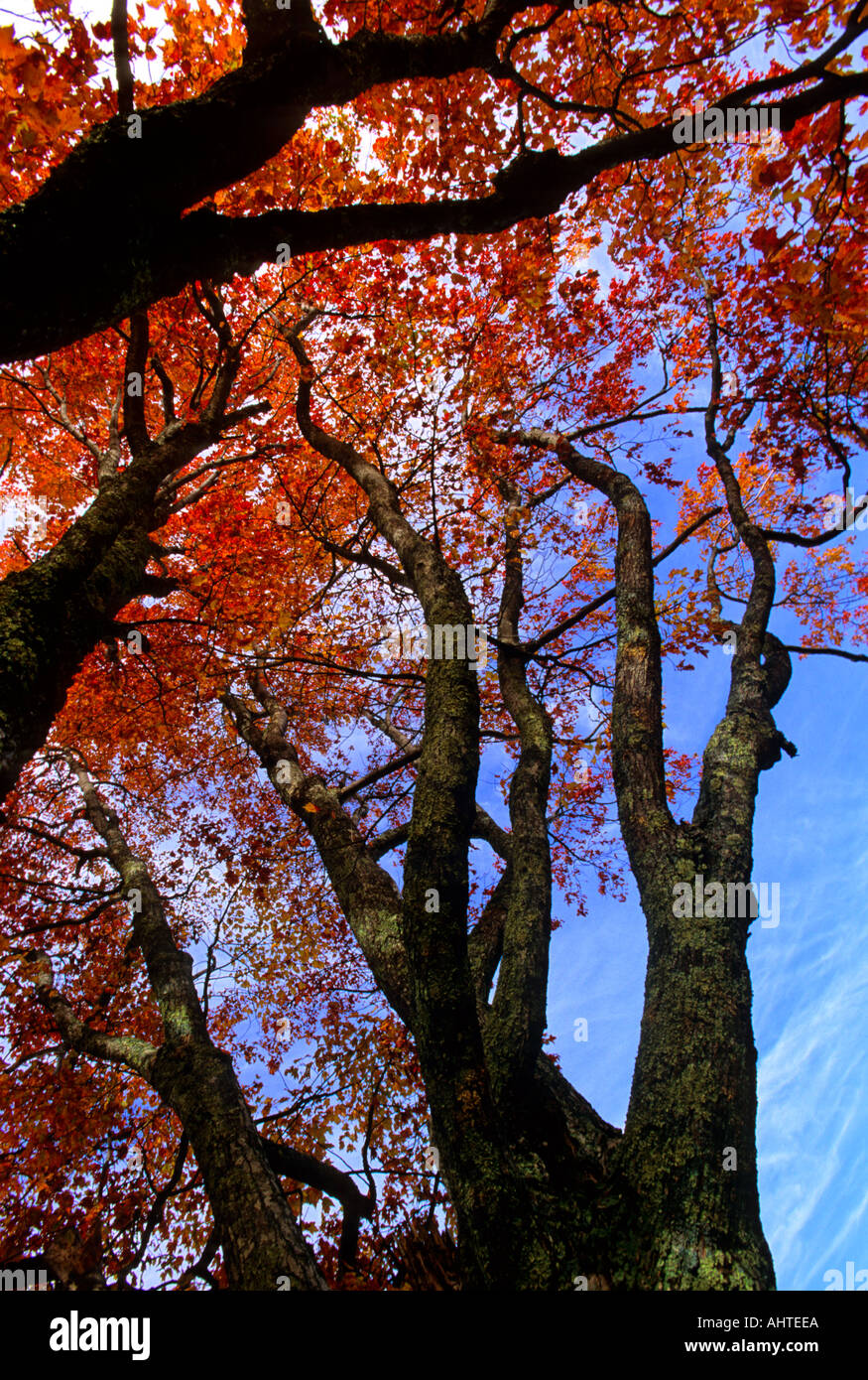 Sugar maple tree branches hi-res stock photography and images - Alamy