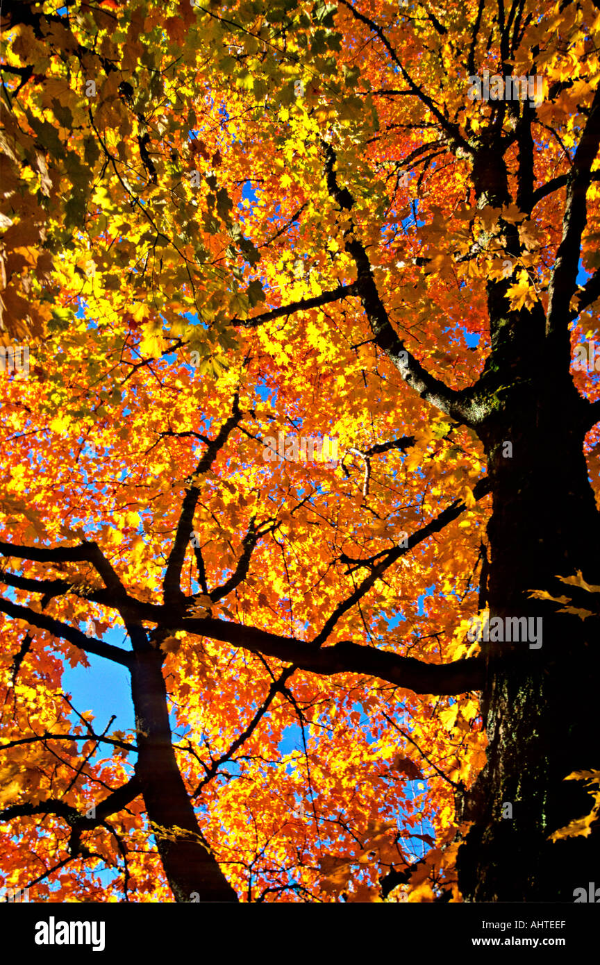 Maple Tree autumn colors 2 Stock Photo - Alamy