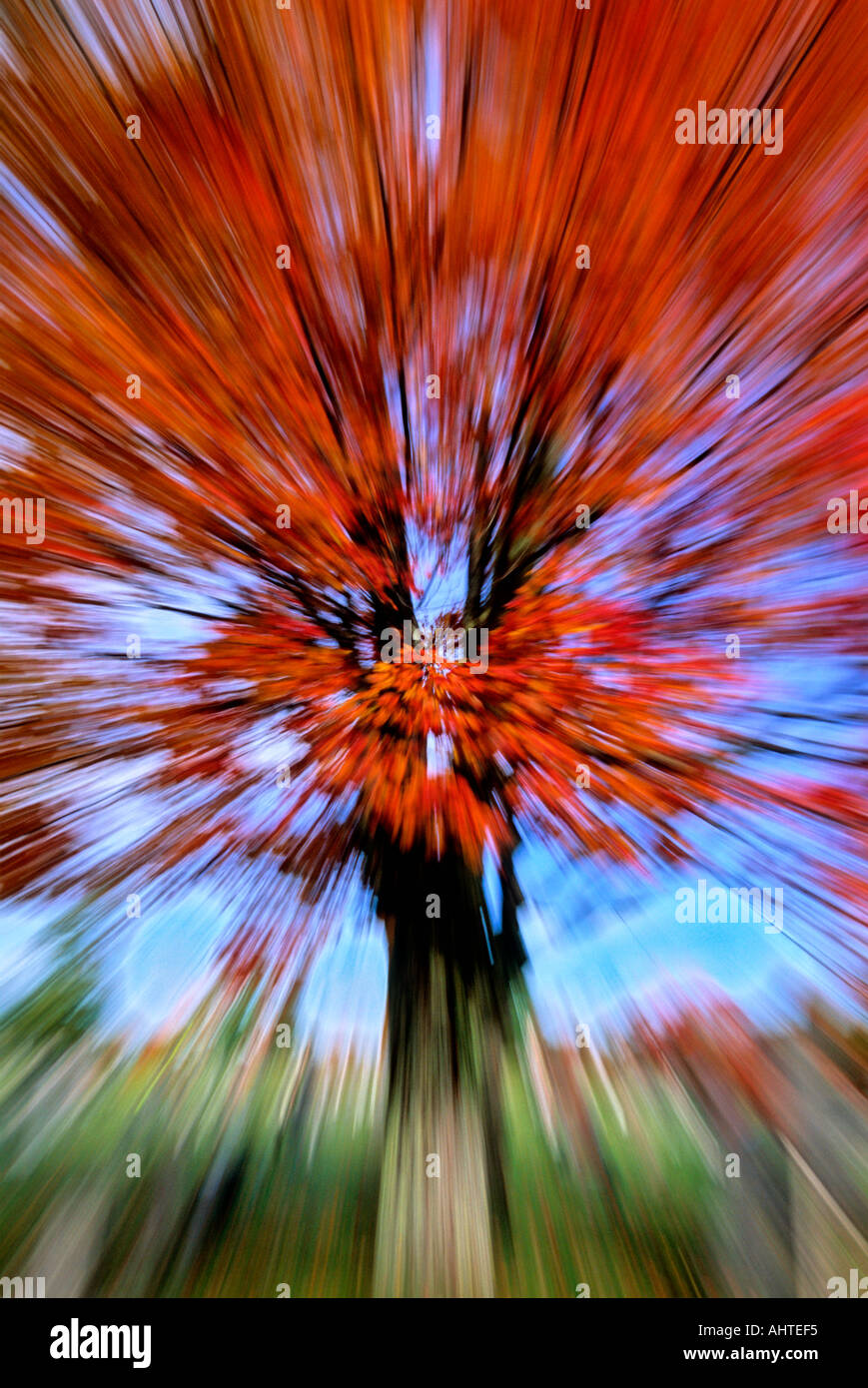 Maple Tree zoom 1 Stock Photo - Alamy