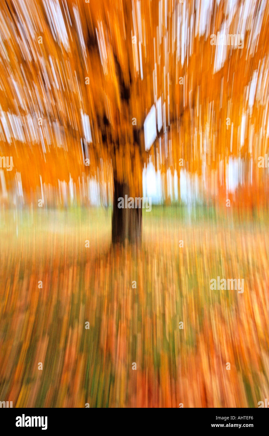 Maple Tree zoom 2 Stock Photo - Alamy