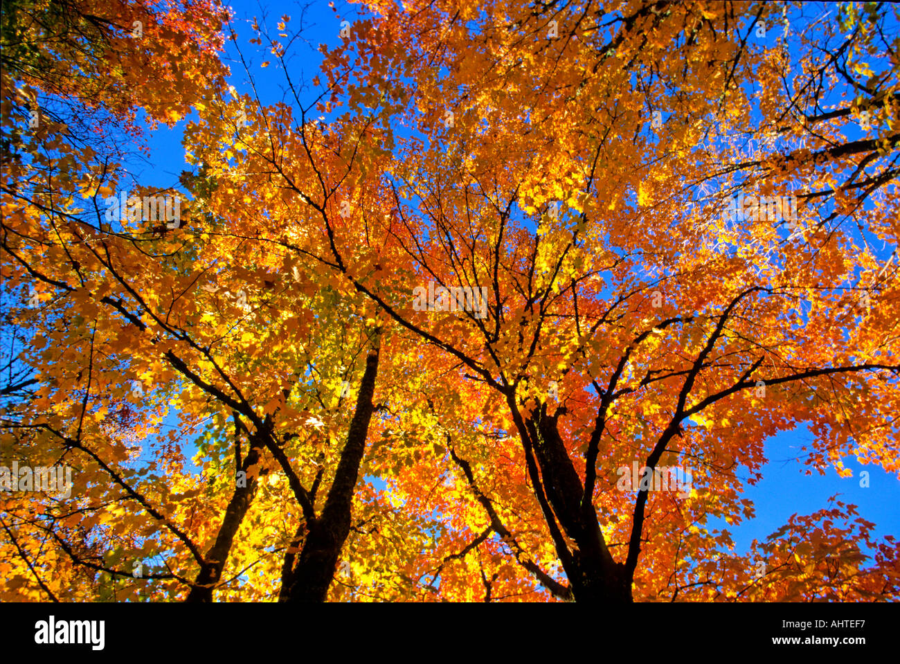Maple Trees autumn 10 Stock Photo - Alamy