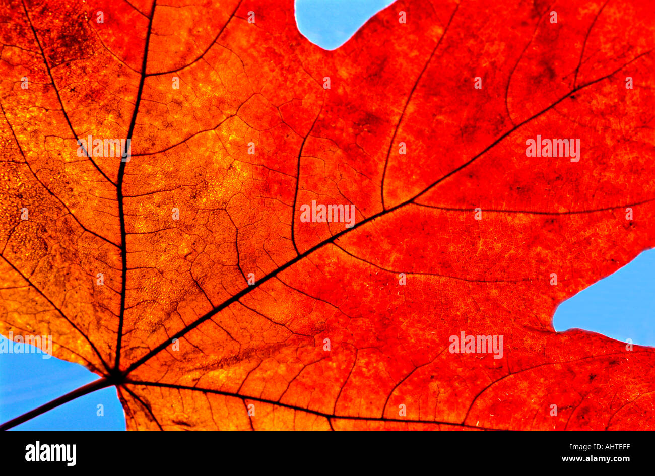 Maple red leaf icon hi-res stock photography and images - Alamy