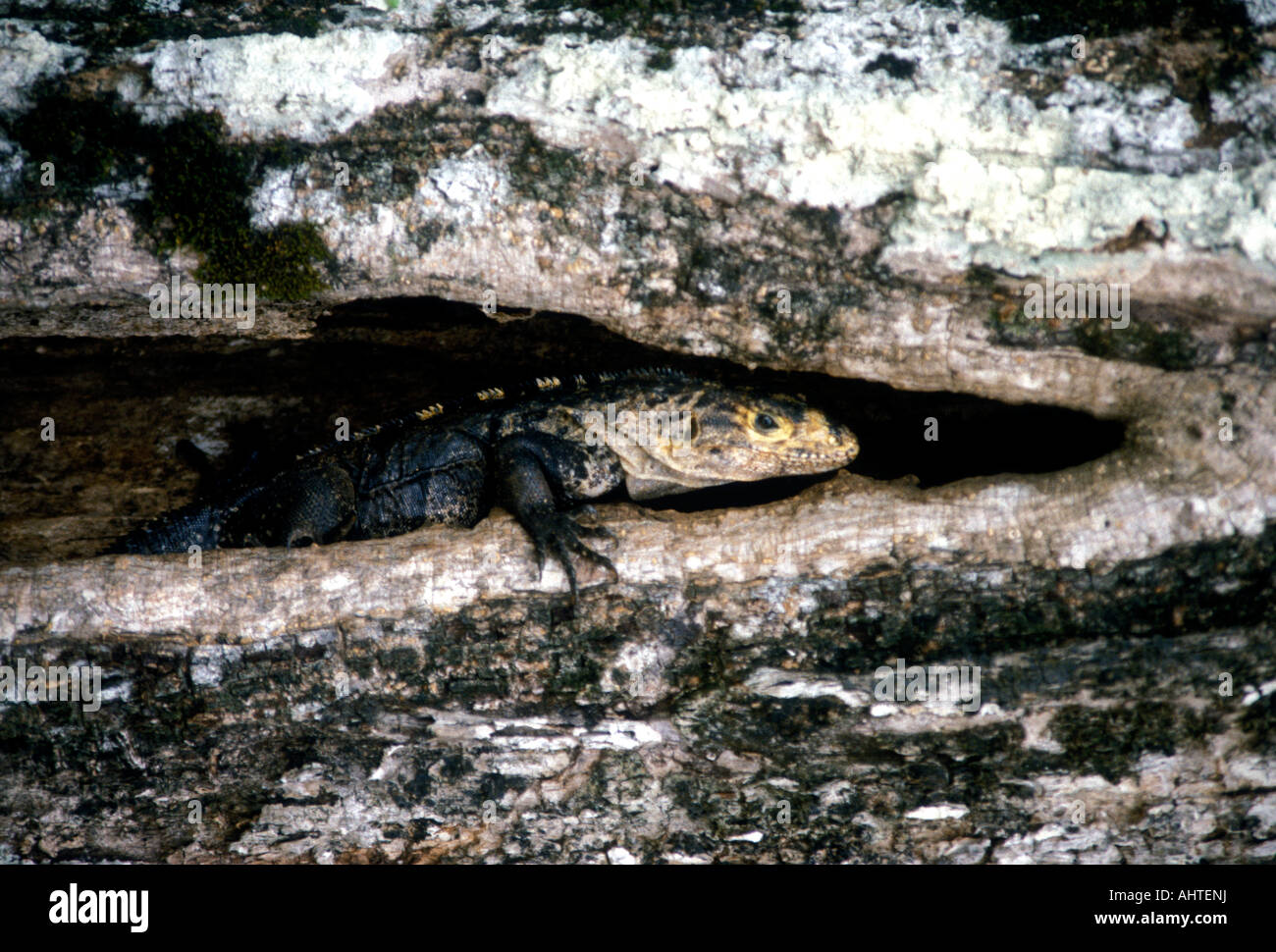 iguana, hiding, hiding in tree trunk, hidden, Manuel Antonio National ...