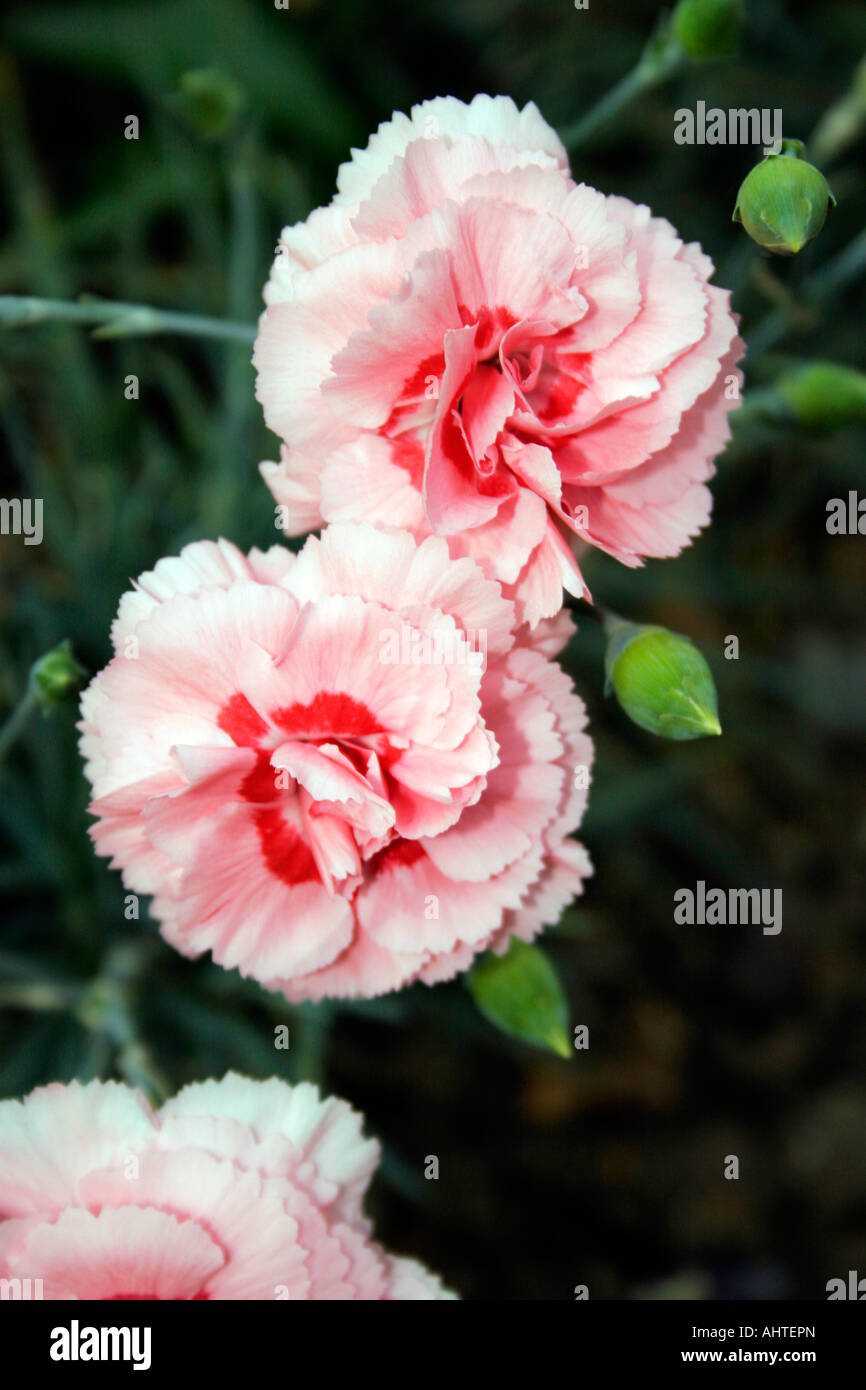 . PINK DIANTHUS. DORIS. CARNATION Stock Photo - Alamy