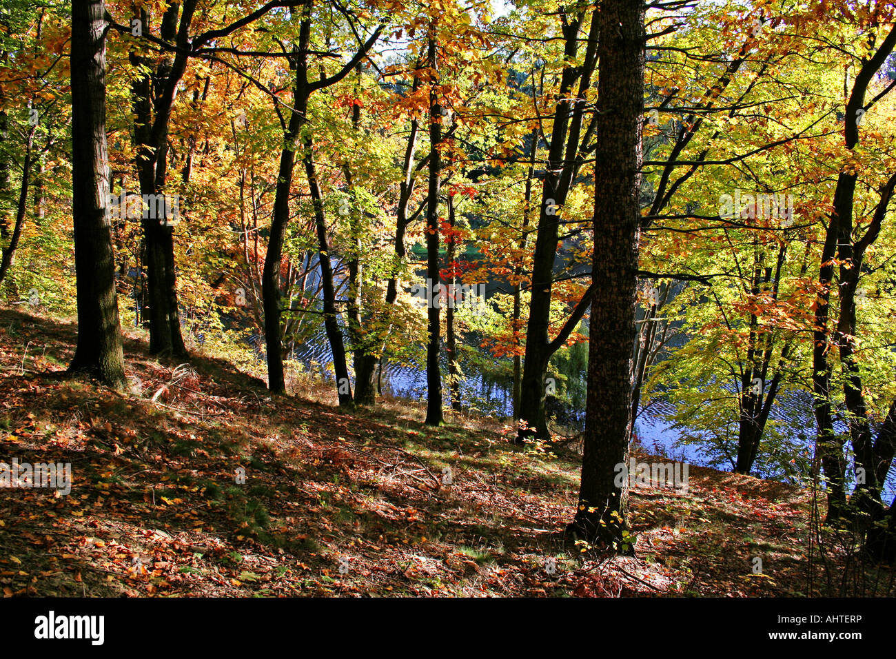 Sunlight filtering through leaves hi-res stock photography and images ...