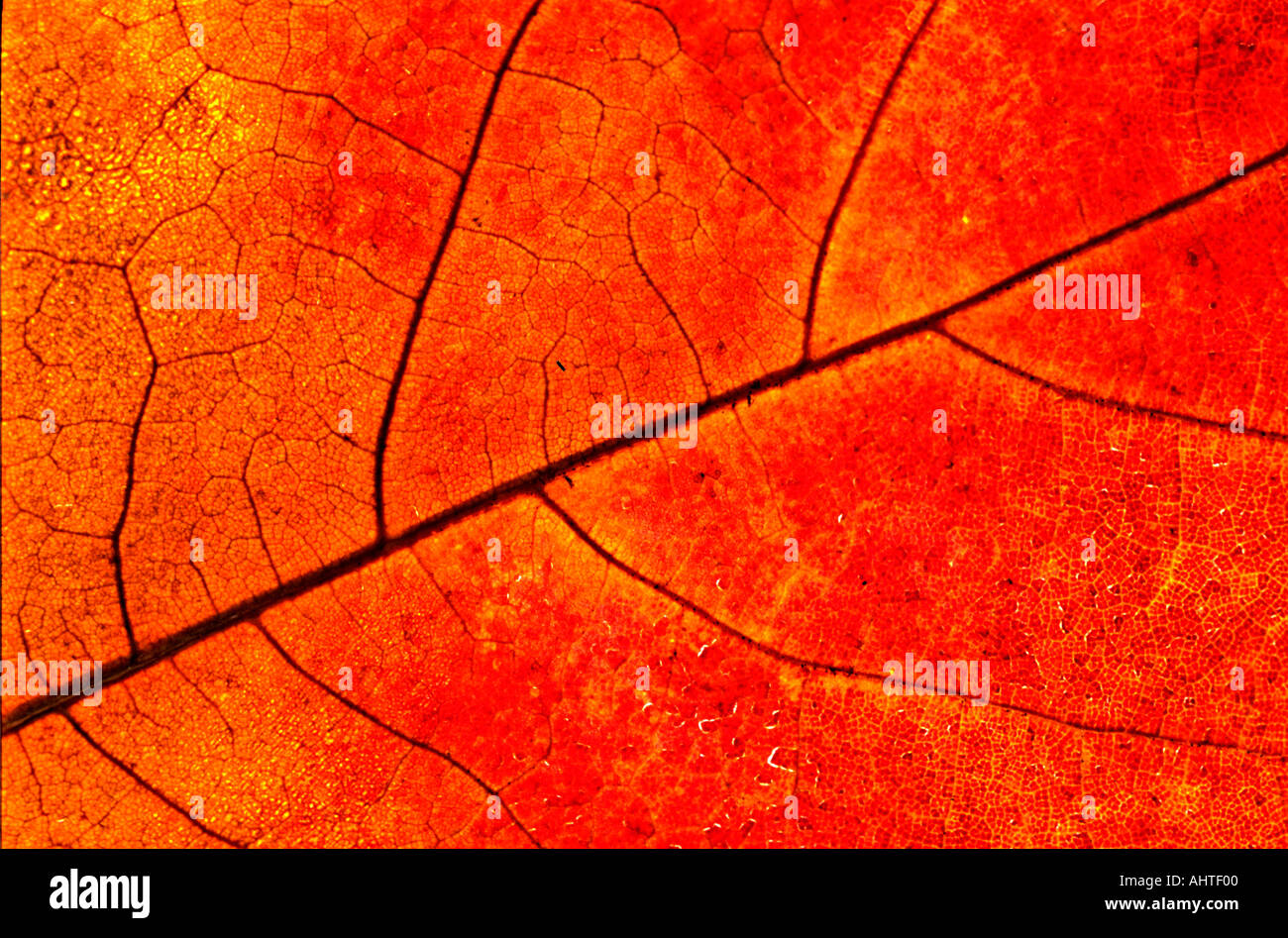 Maple red leaf icon hi-res stock photography and images - Alamy