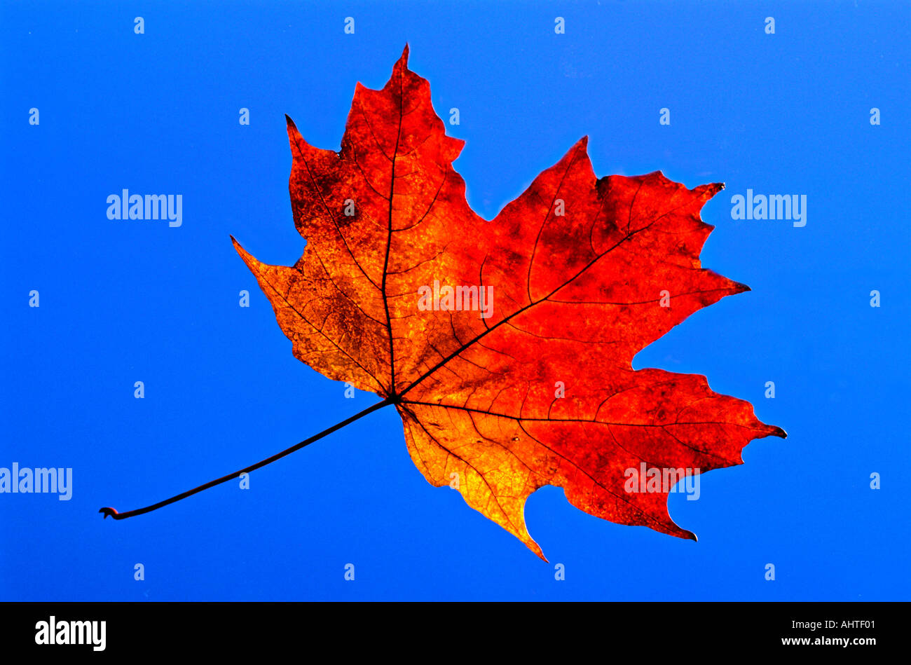 Maple red leaf icon hi-res stock photography and images - Alamy