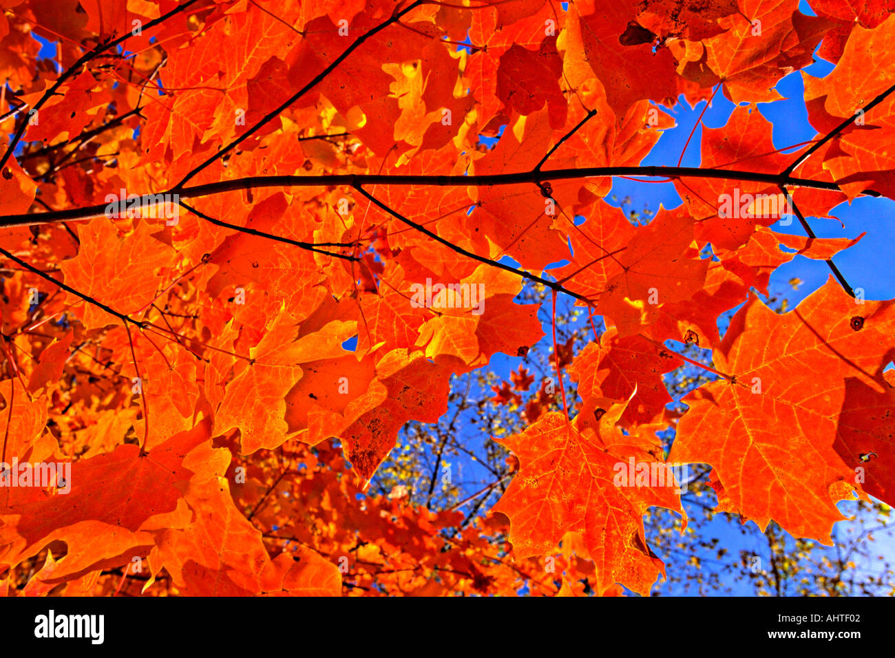 Red Maple branches and leaves 1 Stock Photo - Alamy