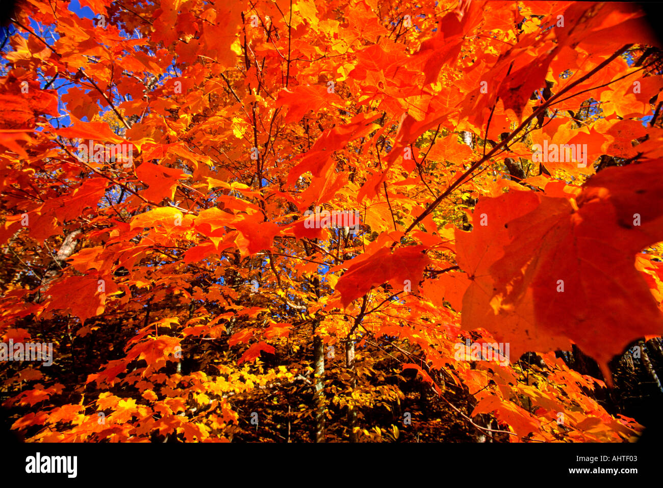 Sugar maple tree branches hi-res stock photography and images - Alamy