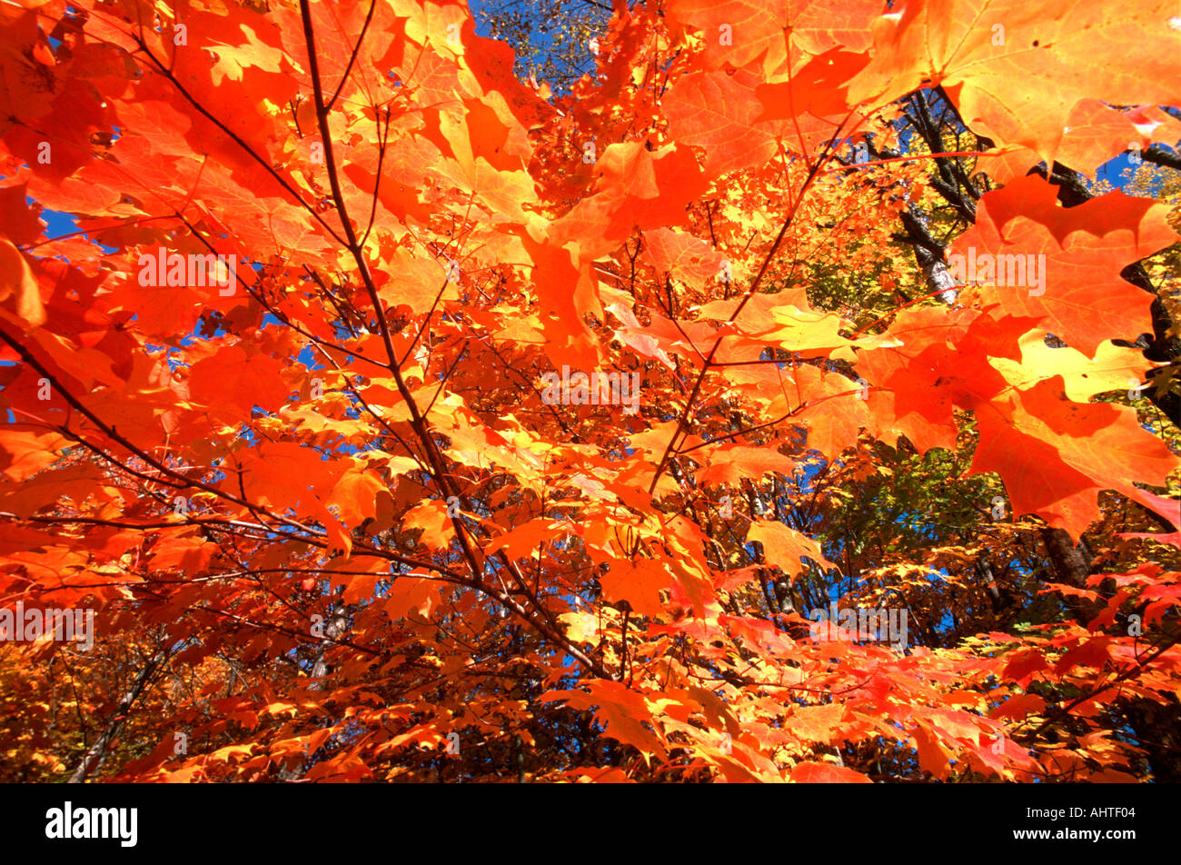 Sugar maple tree branches hi-res stock photography and images - Alamy