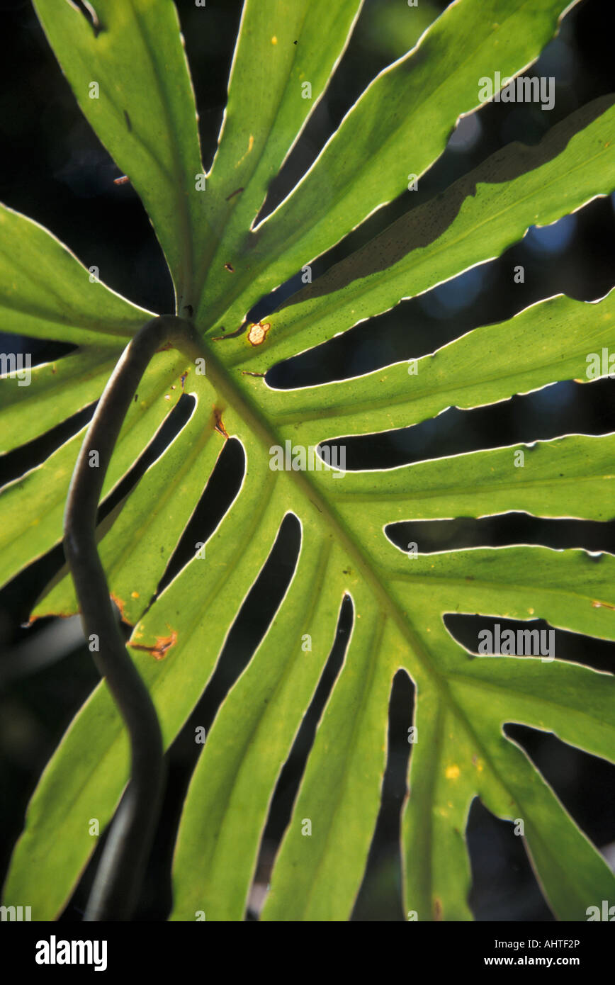 Aroid Philodendron mayoi with deeply cleft leaves backlit by sunlight ...