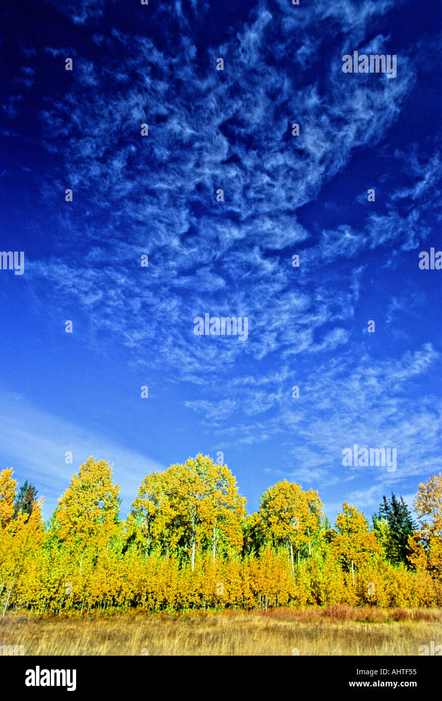 Trees changing color blue sky hi-res stock photography and images - Alamy