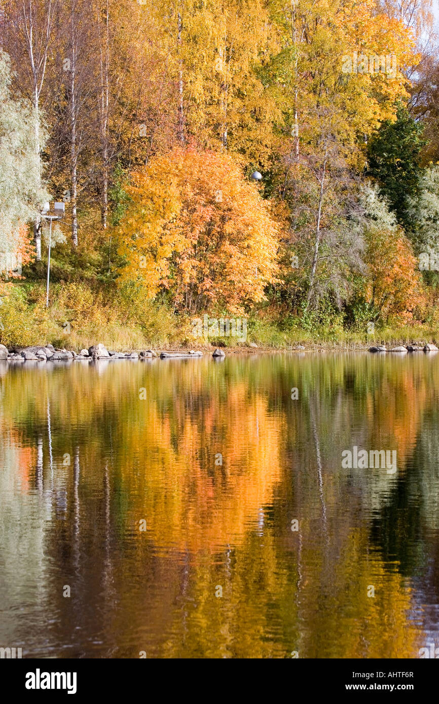 Fall foliage Finland Europe Stock Photo - Alamy