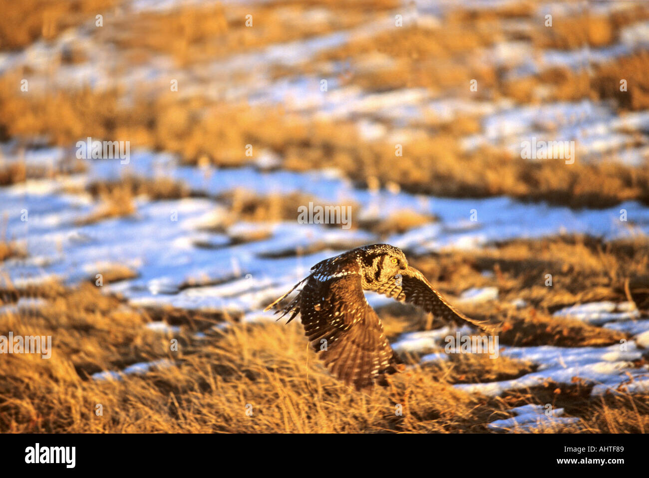 Northern Hawk Owl hunting Stock Photo - Alamy