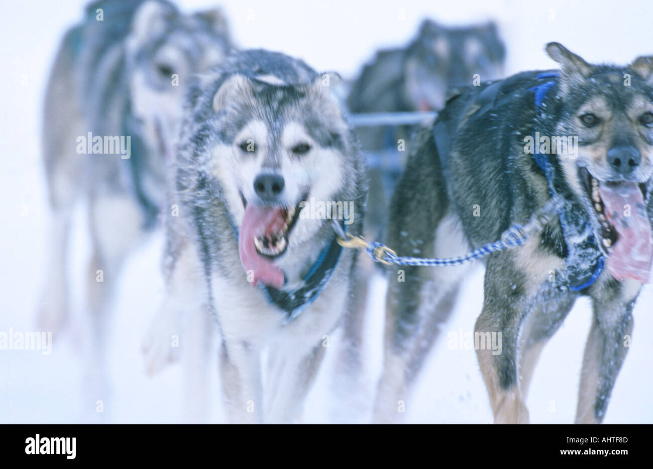 Alaskan Huskies dog team Stock Photo - Alamy
