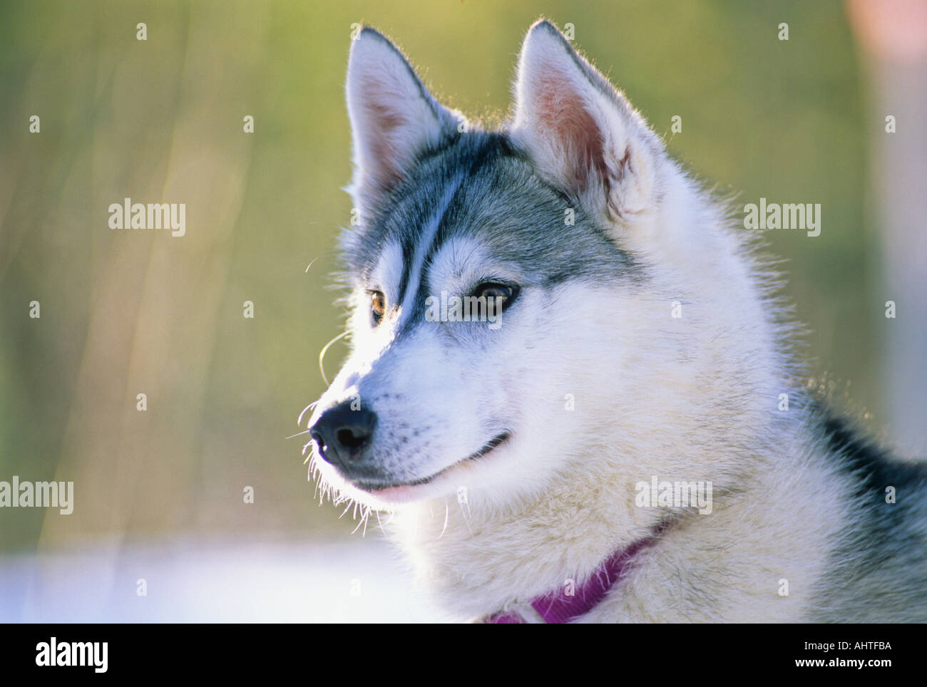 White siberian husky side view hi-res stock photography and images - Alamy