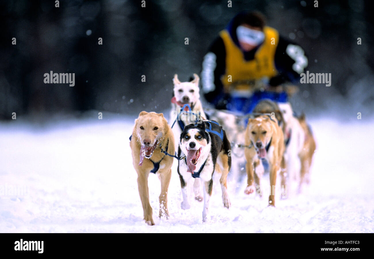 Sled Dog Racer 2 Stock Photo - Alamy