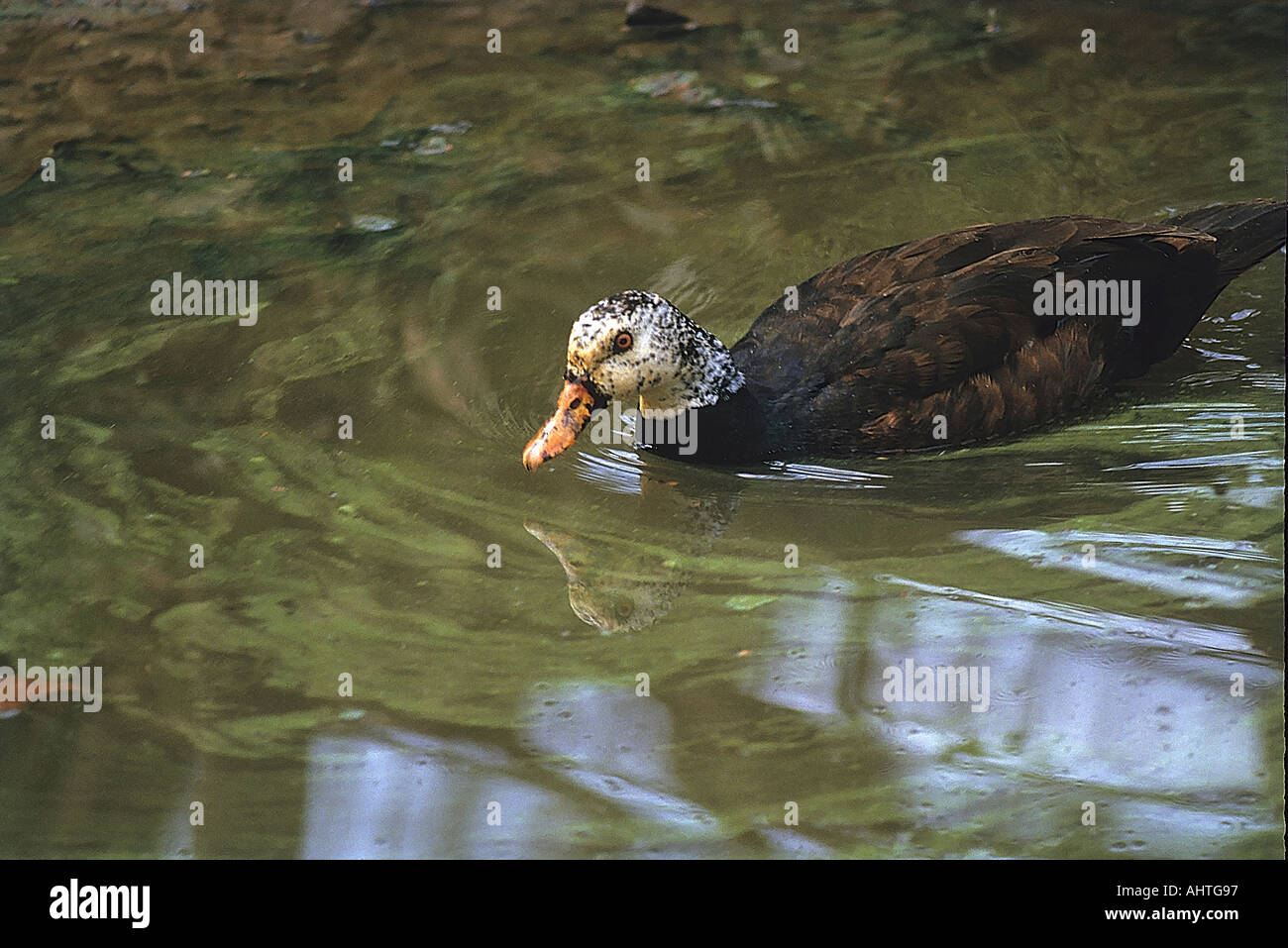 East india duck hi-res stock photography and images - Alamy