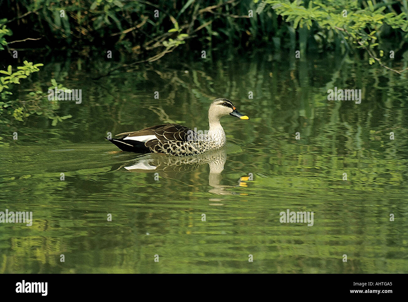 Yellow forehead duck hi-res stock photography and images - Alamy