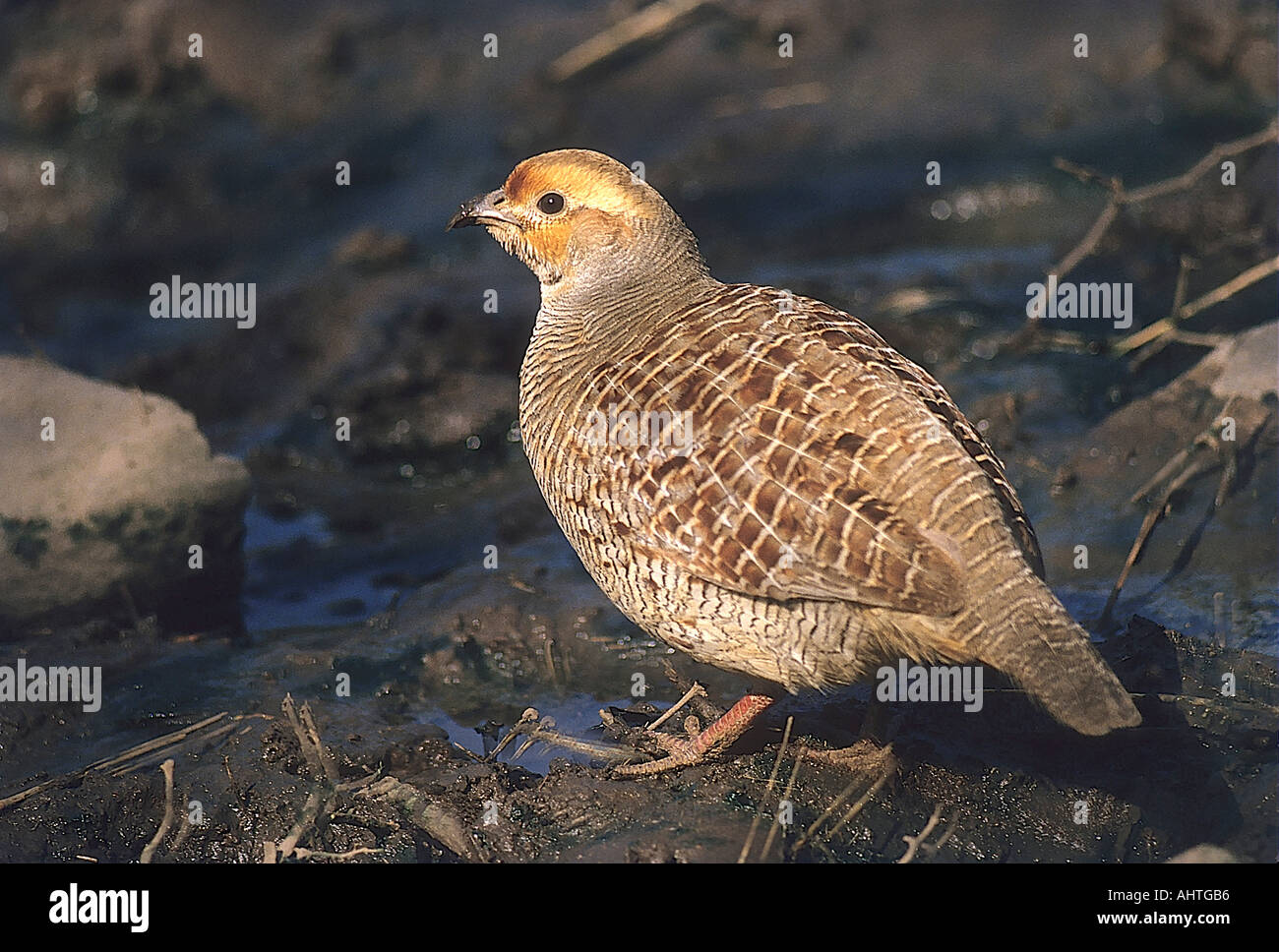 SNA71994 Gray Francolin Francolinus pondicerianus Sariska wildlife ...